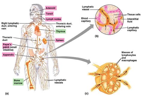 Diagram Of Lymphatic And Immunity System Quizlet