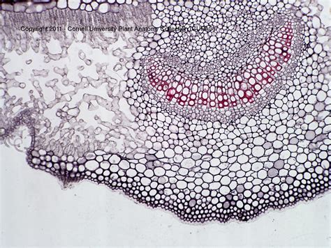 Leaf Epidermis Slide