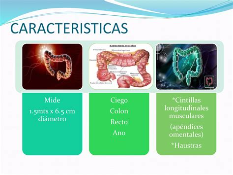 Anatomia Del Intestino Grueso Y Delgado Pptx