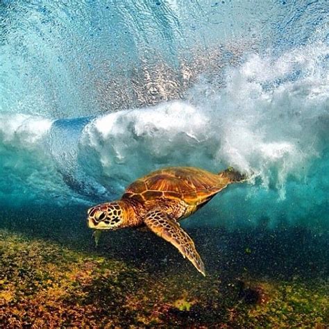 Clark Little On Instagram 🐢 Weeeee Clarklittle🆑” Turtle Ocean