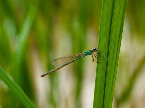 Close Up Of Insect On Grass Premium Photo