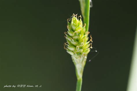 백두산식물 산사초사초속 산사초절 Carex Canescens L 백두산식물 산사초사초속 산사초절 Carex Canescens L