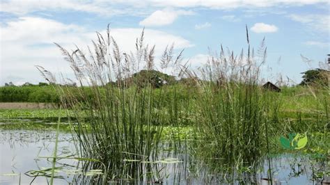 Ushir Vetiveria Zizanioides Vetiver Essential Oil Anantam Ayurveda