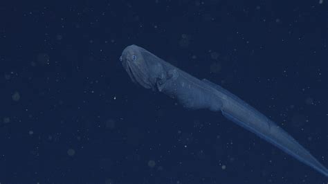 Gulper Eel Size