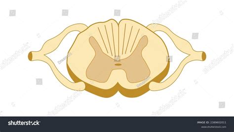 Spinal Cord Vector Illustration Cross Section Stock Vector Royalty