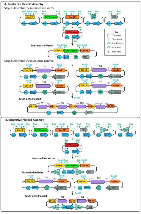 Rapid Assembly Of Multi Gene Constructs Using Modular Golden Gate Cloning Jove