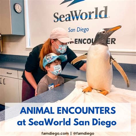 Seaworld Animal Encounters Are 50 Off For Black Friday Week Nov 2023