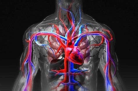 Understanding The Role Of Practical Anatomy In Surgical Education פורטל בתי אבות ודיור מוגן