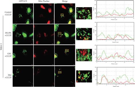 Mdivi 1 Pretreatment For 1 H Abolished The Induction Of Mitophagy By