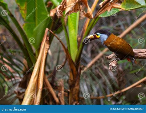 Plate Billed Mountain Toucans Andigena Laminirostris In Colombia