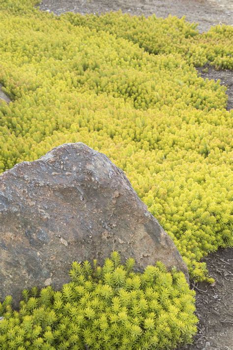 Angelina Creeping Sedum Pahls Market Apple Valley Mn