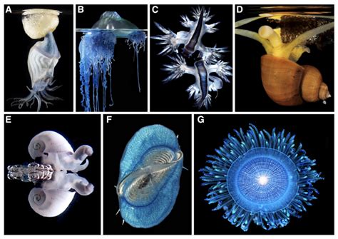 Started From The Bottom Oceanbites