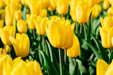 47 Different Types Of Tulip Varieties For Your Flowerbeds