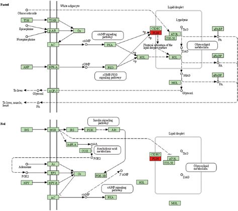 Integrative Proteomics And Phosphoproteomics Profiling Of Symptomatic Ijgm
