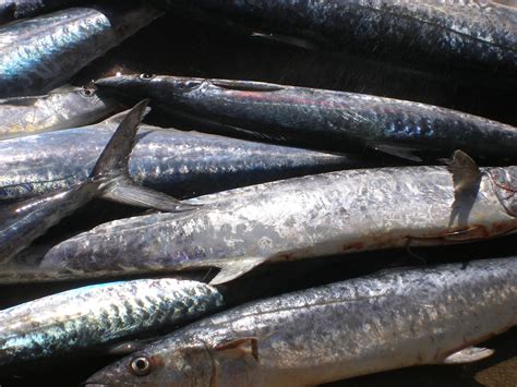 Supplier Ikan Laut Segar Ikan Tenggiri