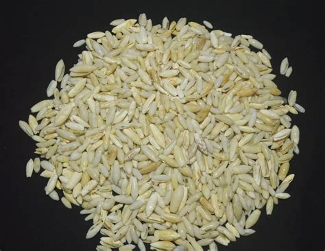 Oliva Tiny Shells At ₹ 800kg New Items In Nagercoil Id 2855594173755