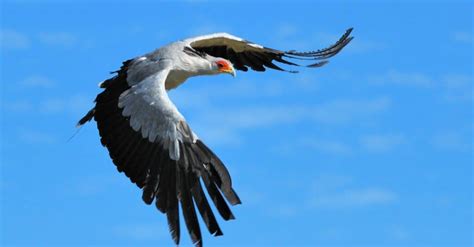 Meet The Secretary Bird The Worlds Tallest Raptor Bird That Hunts