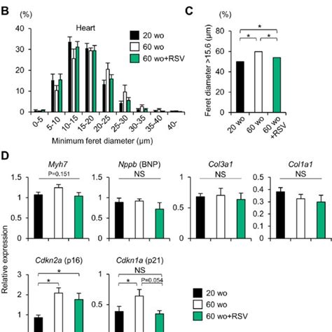 Resveratrol Suppresses Aging Related Cardiomyocyte Hypertrophy A