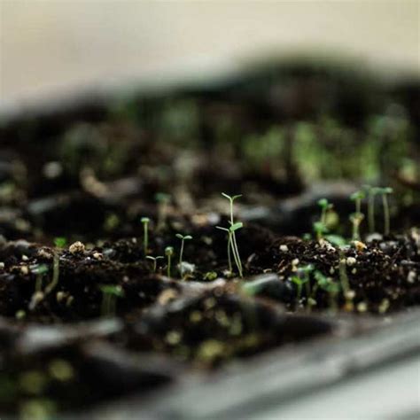 ¿que Charola De Germinacion Es La Que Mas Me Conviene Hydrocultura