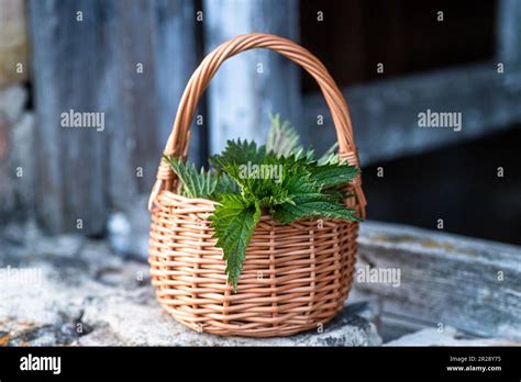 Fresh Nettles Basket With Freshly Harvested Nettle Plant Urtica