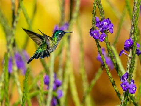 Costa Rica Humming Bird Colibri Photo Gratuite Sur Pixabay