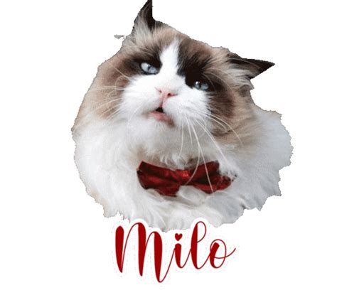 Cat Ragdoll Sticker