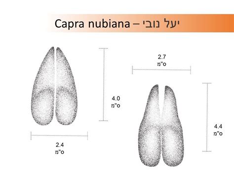 יעל נובי Capra Nubiana מקום מפגש