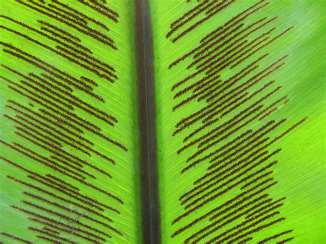 Asplenium Nidus Birds Nest Palm Spore Pattern On Underside Of
