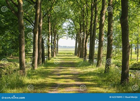 Path With Tall Trees On Both Sides Stock Image Image Of Bright Foliage