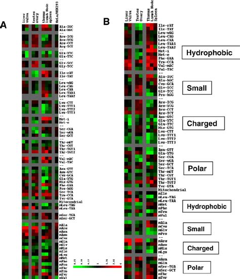 Comparative Expression Of Nuclear And Mitochondrial Encoded Trnas Among
