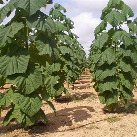 بولونيا شمال سوريا