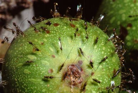 Figs Have Tiny Dead Wasps At Leticia Martinez Blog