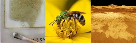 Tableau De Pollinisation Des Abeilles