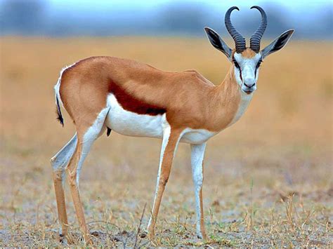 Common Springbuck Volmer
