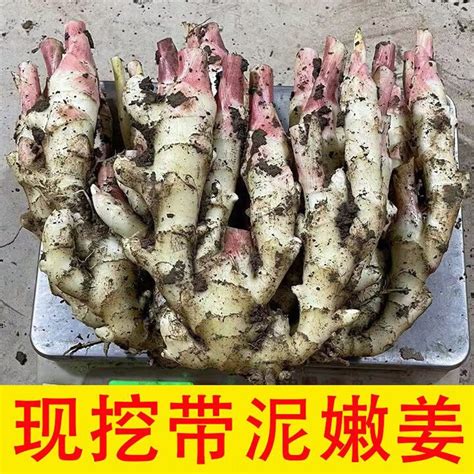 山东仔姜正宗生姜新鲜现挖鲜嫩姜芽姜仔农家泡菜自种特级当季蔬菜 精品嫩姜3斤【现挖带泥】【图片 价格 品牌 报价】 京东