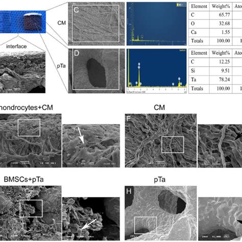 Characteristics Of The Cm Pta Scaffold And Cell Adhesion In Vitro A