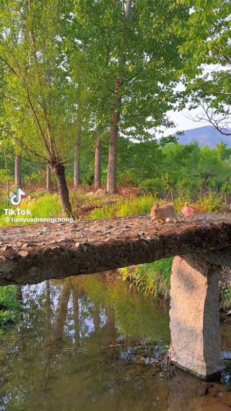 The Fall Lol Rtiktokcringe