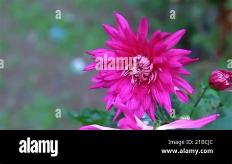 Chrysanthemum Spoon Mums Or Chrysanths Footages Stock Video Footage Alamy