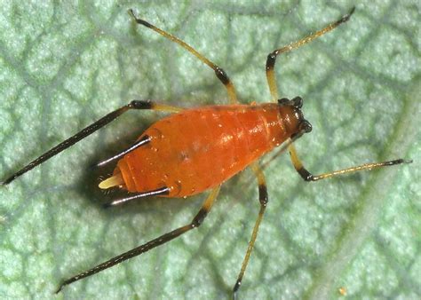 Til That Aphids Reproduce Asexually In The Spring And Summer Producing