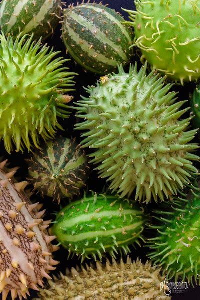 Close Up And Macro Marion Sidebottom