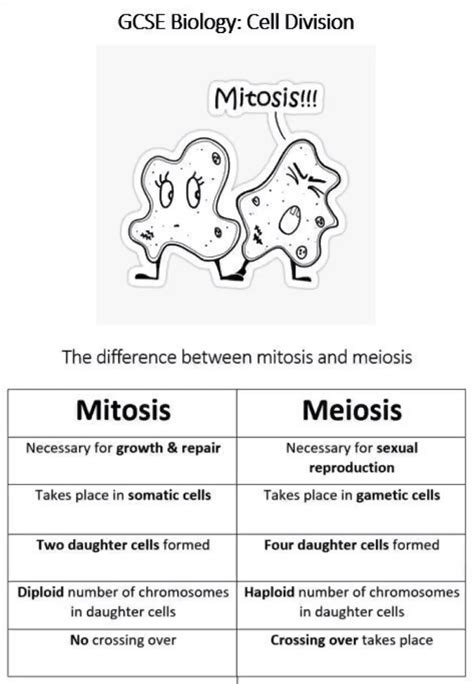 Mitosis Vs Meiosis 14 Main Differences Along With Similarities Artofit