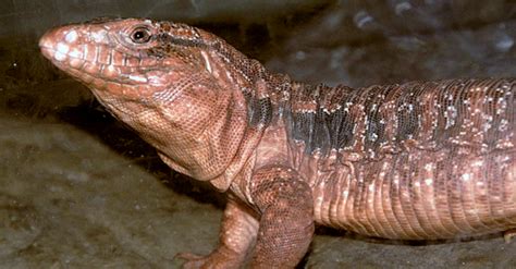 Red Tegu Care Info Habitat Diet And Health Pets With Scales