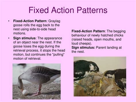 Fixed Action Patterns Examples At Madison Calder Blog