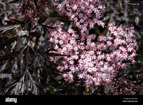 Elder Sambucus Nigra Black Lace Pink Flowers With Fine Black Foliage