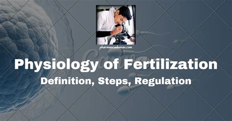 Physiology Of Fertilization Definition Steps Regulation