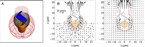 Figure 3 From Hydrodynamics Of Microbial Filter Feeding Semantic Scholar
