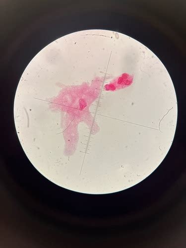 Protista Lab Flashcards Quizlet