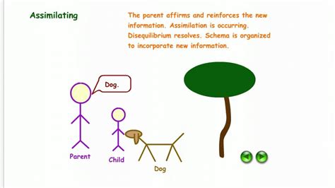 Illustration Of Schema Assimilation And Accommodation Youtube