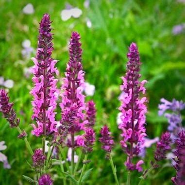 Salvia Pink Sage 6 Pot Hello Hello Plants And Garden Supplies