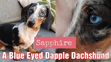 Blue Eyed Dachshund